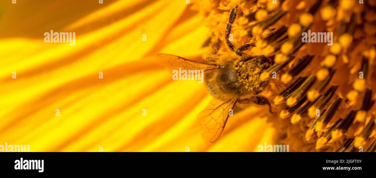 honey bee collects nectar on sunflower flowers Stock Photo - Alamy