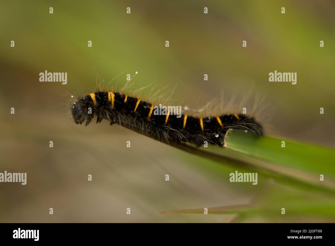 Fox moth Macrothylacia rubi caterpillar Stock Photo - Alamy