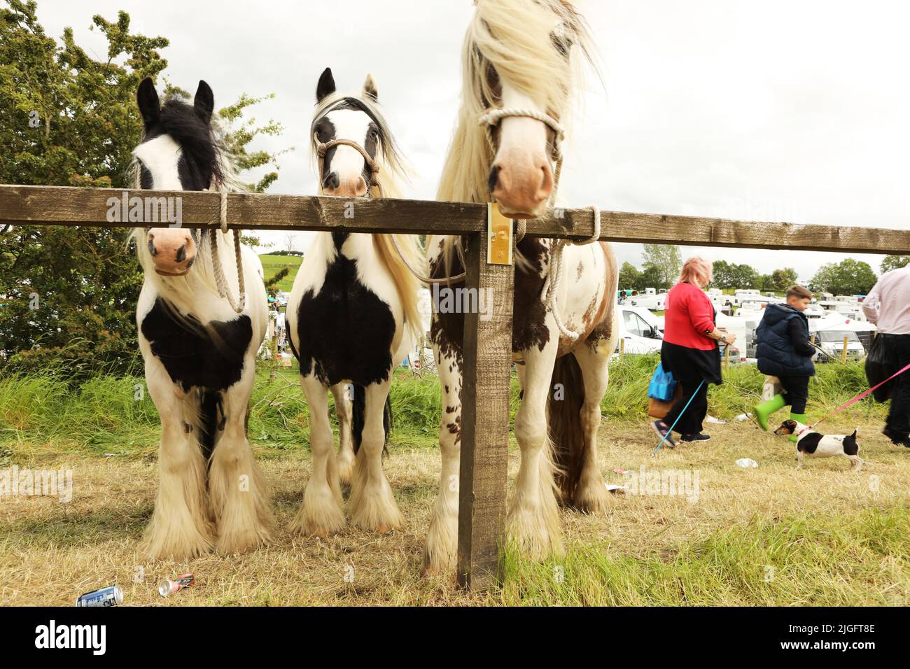 Three coloured gypsy cob horses tried to a railing, Appleby Horse Fair ...