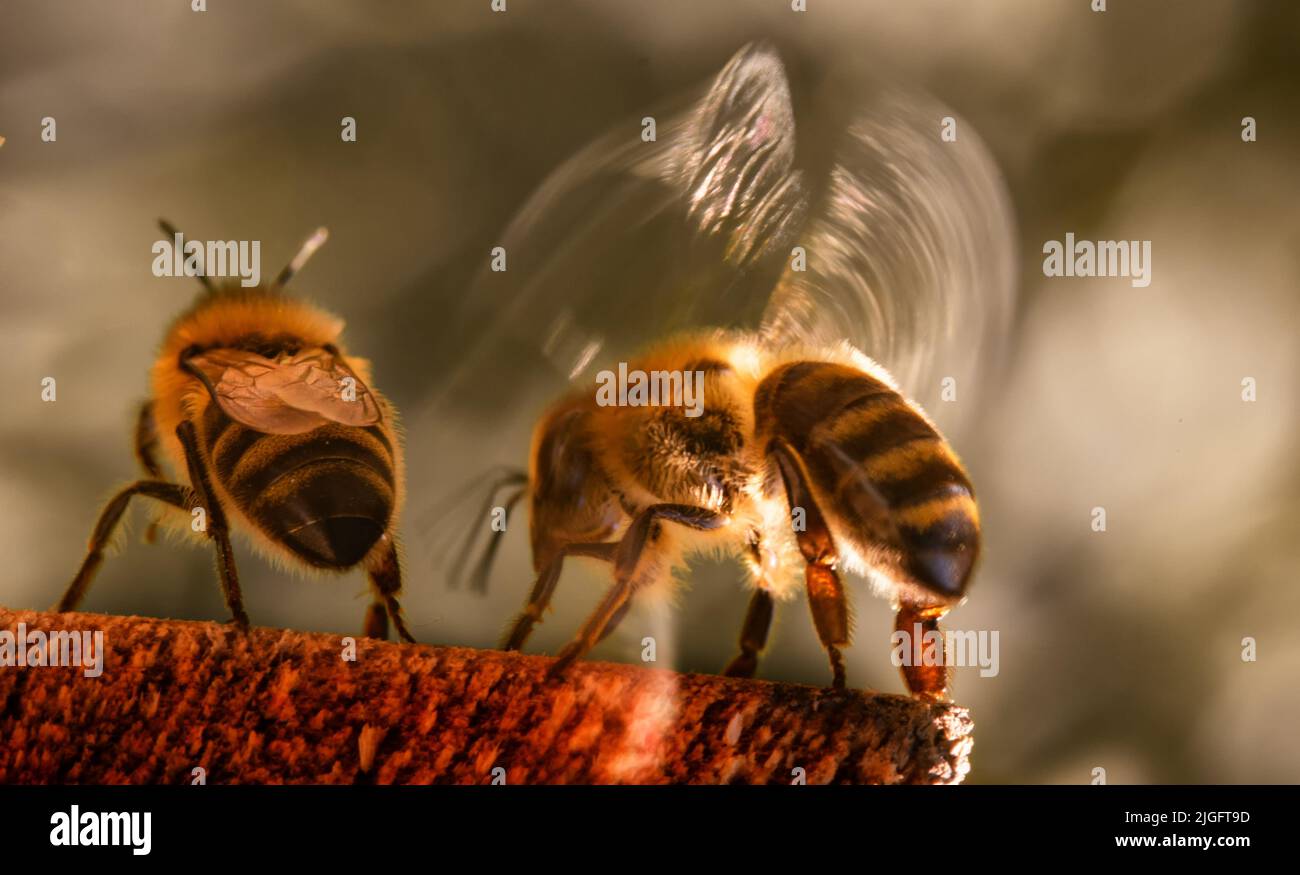 The bee flaps its wings, cools the hive Stock Photo - Alamy