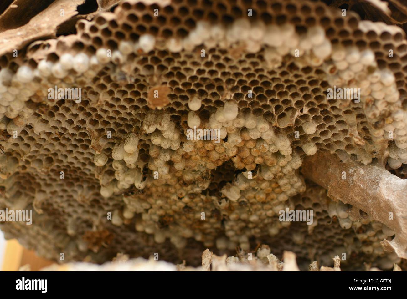 Dry empty hive in nature without the bees Stock Photo - Alamy