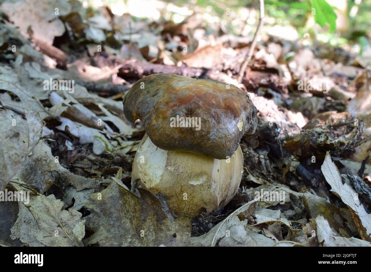 Bronze cep or Boletus aereus, nice specimen but bitten by snails ...