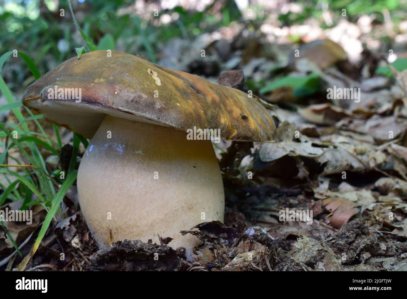 Nice specimen of fully developed wild, edible and delicious Bronze Cep ...