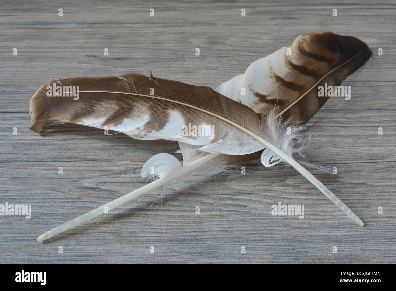 Crossed feathers hi-res stock photography and images - Alamy