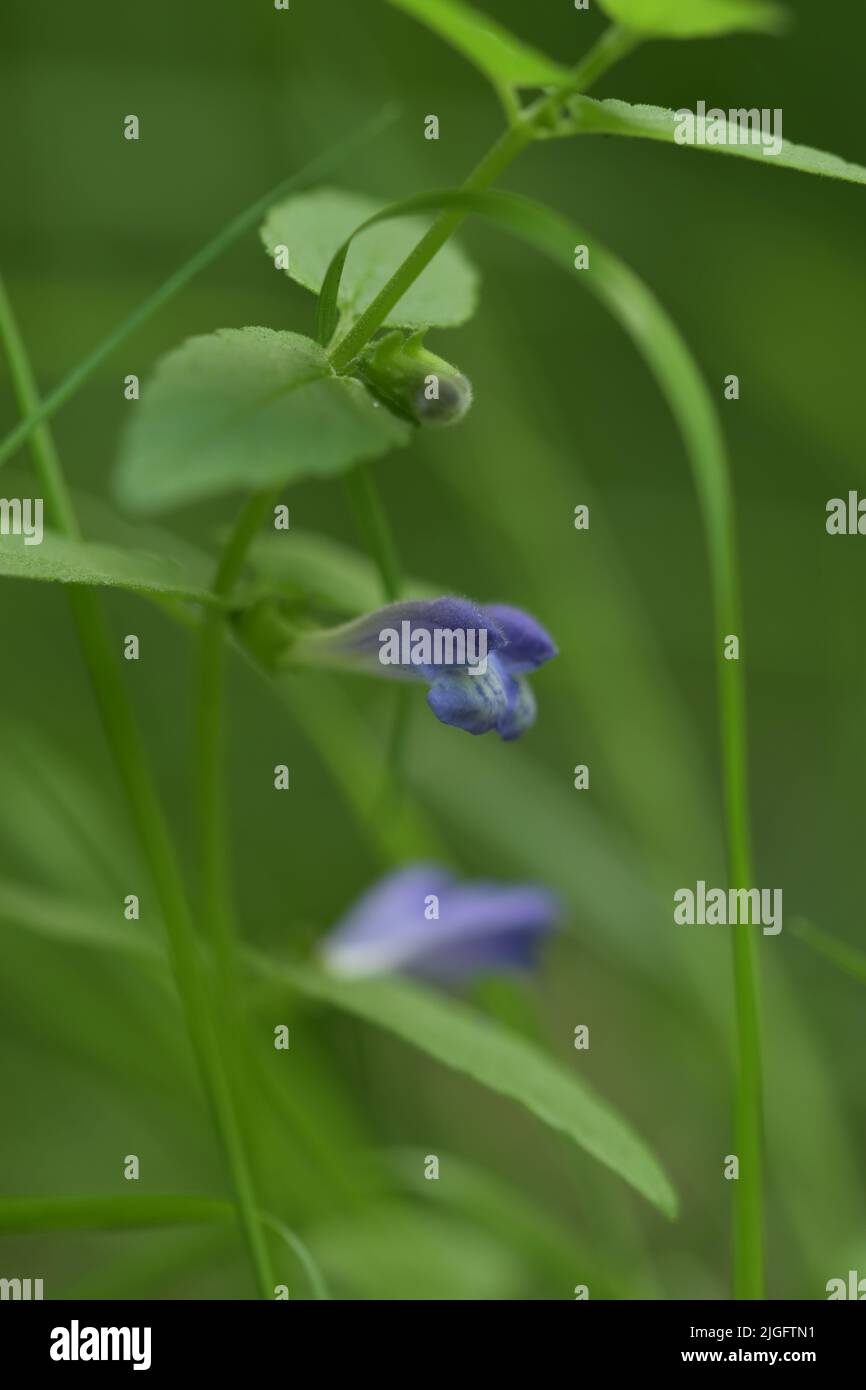 Common skullcap Scutellaria galericulata in bloom Stock Photo - Alamy