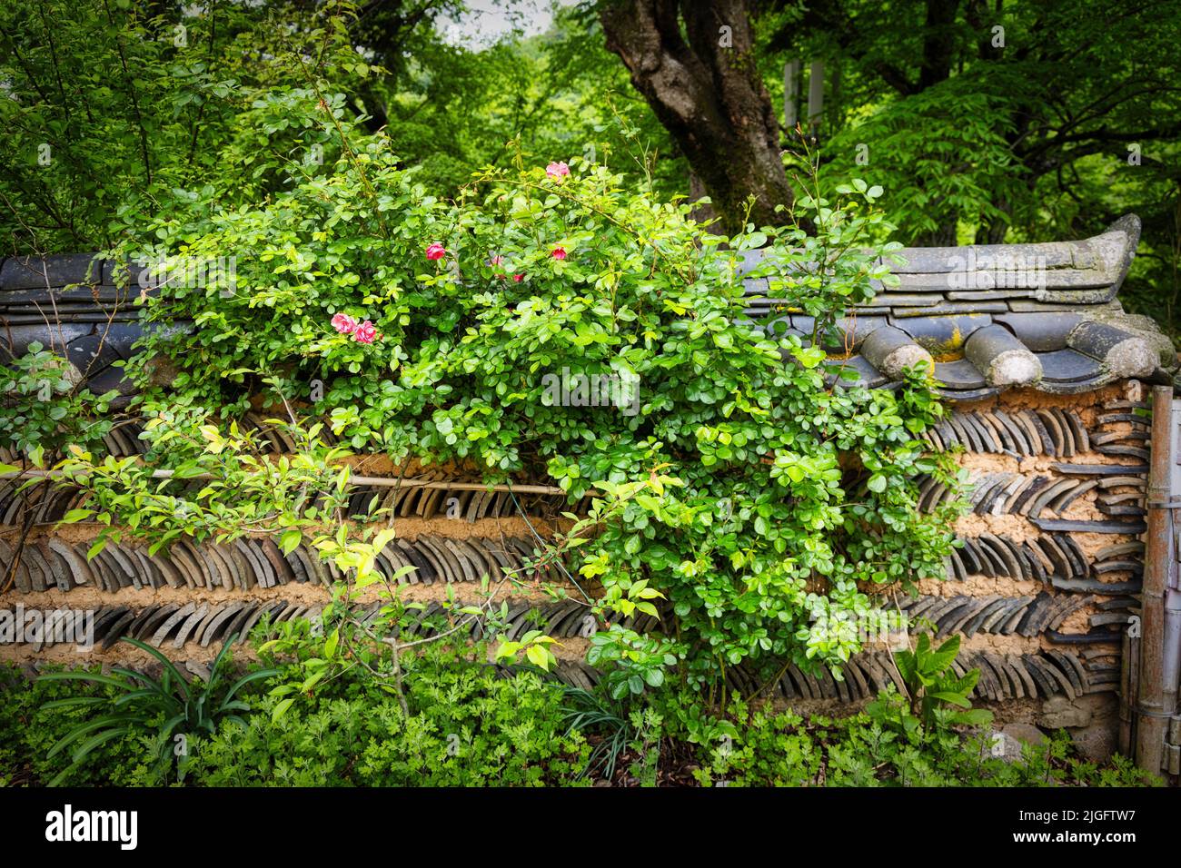 A bright green flower bush near a stone wall of the Girimsa Temple in ...