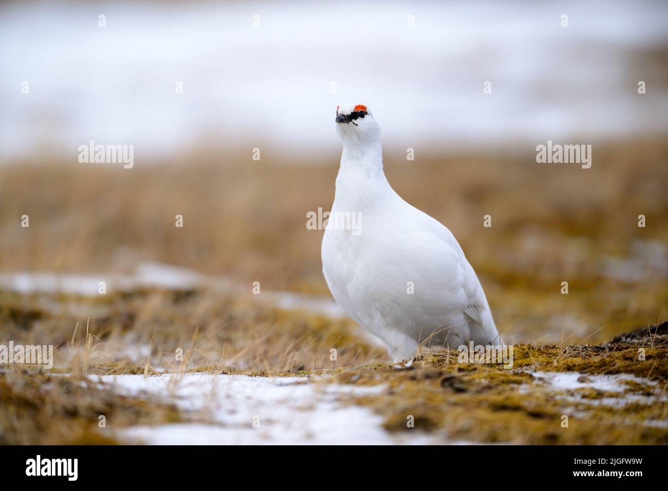 Portrait male rock ptarmigan hi-res stock photography and images - Alamy