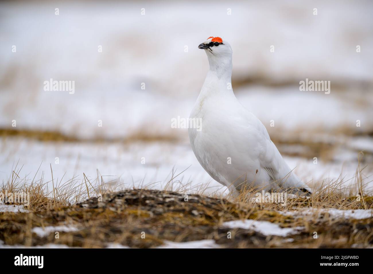 Portrait of male, white Svalbard Rock Ptarmigan (Lagopus muta ...