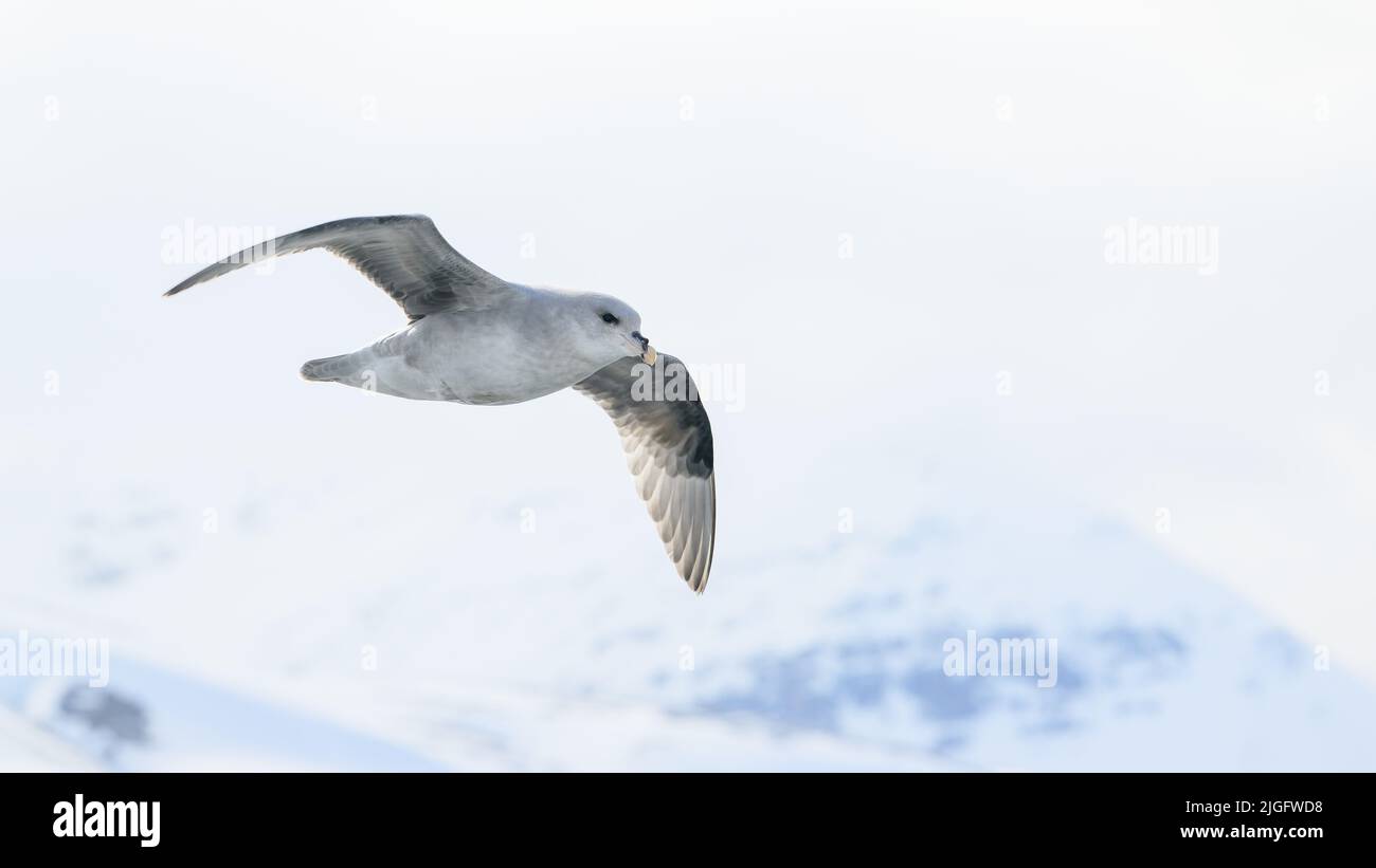 Northern fulmar (Fulmarus glacialis) in flight with Svalbard mountains ...