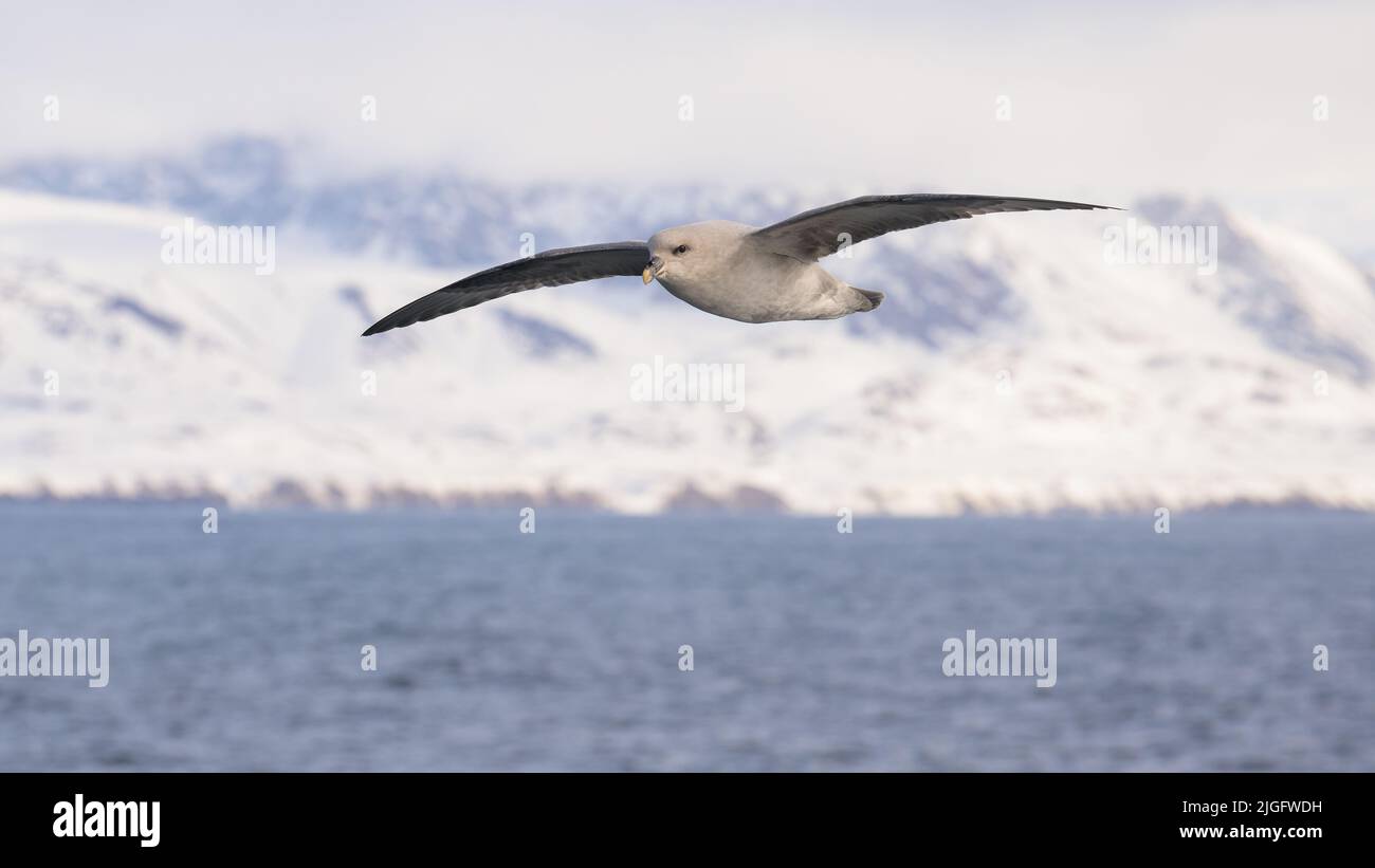 Northern fulmar (Fulmarus glacialis) in flight with Svalbard mountains ...