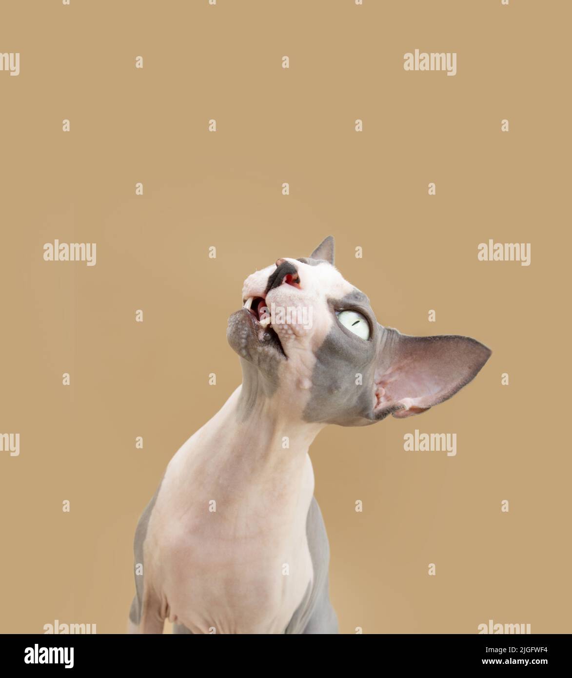 Portrait funny sphynx cat lookin gup begging food. Isolated on beige ...