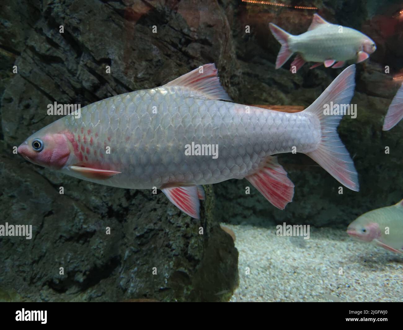 A closeup shot of a Tinfoil barb fish swimming in the water Stock Photo ...