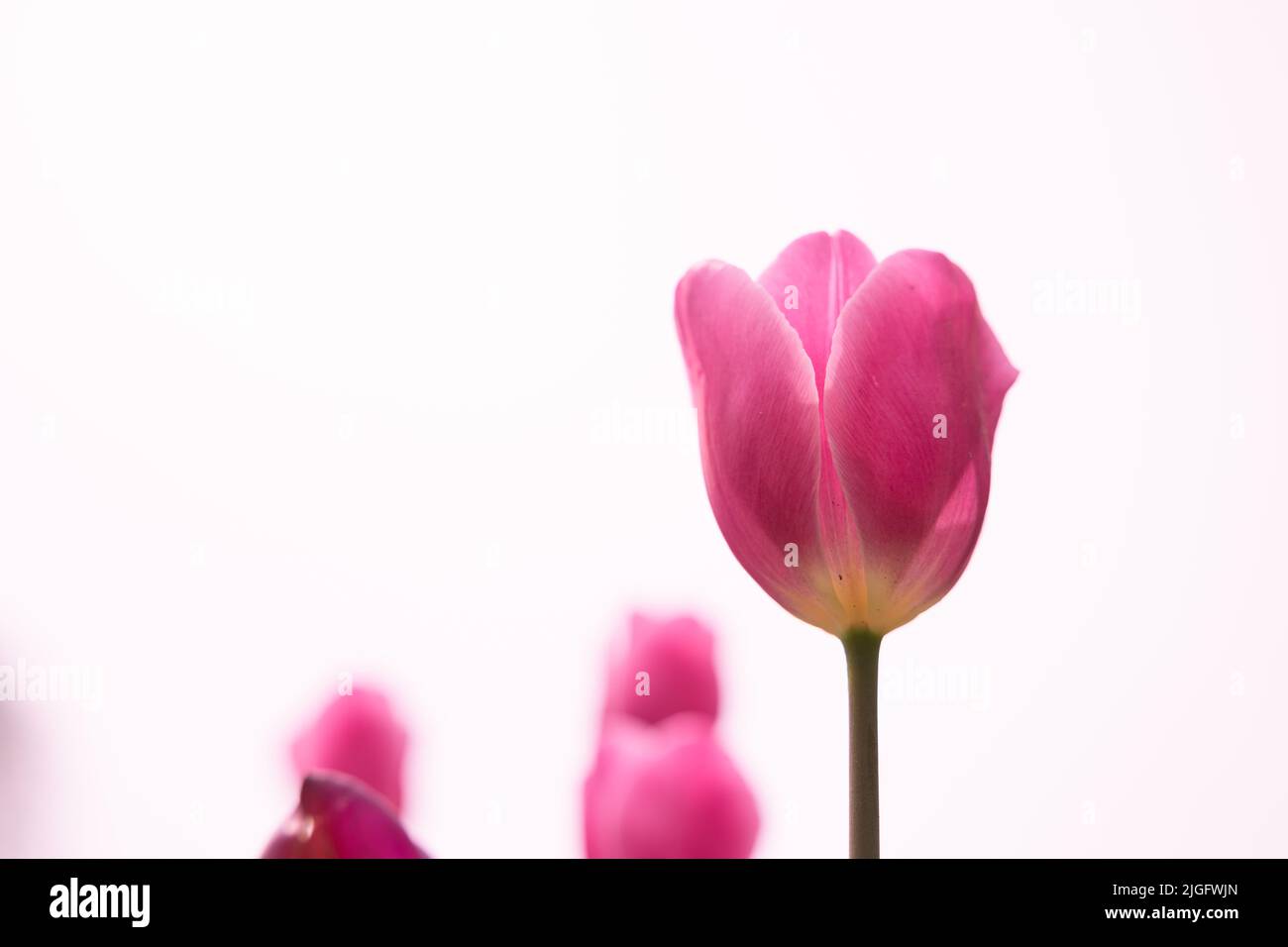 Pink tulip head in focus. Tulip background photo with copy space ...