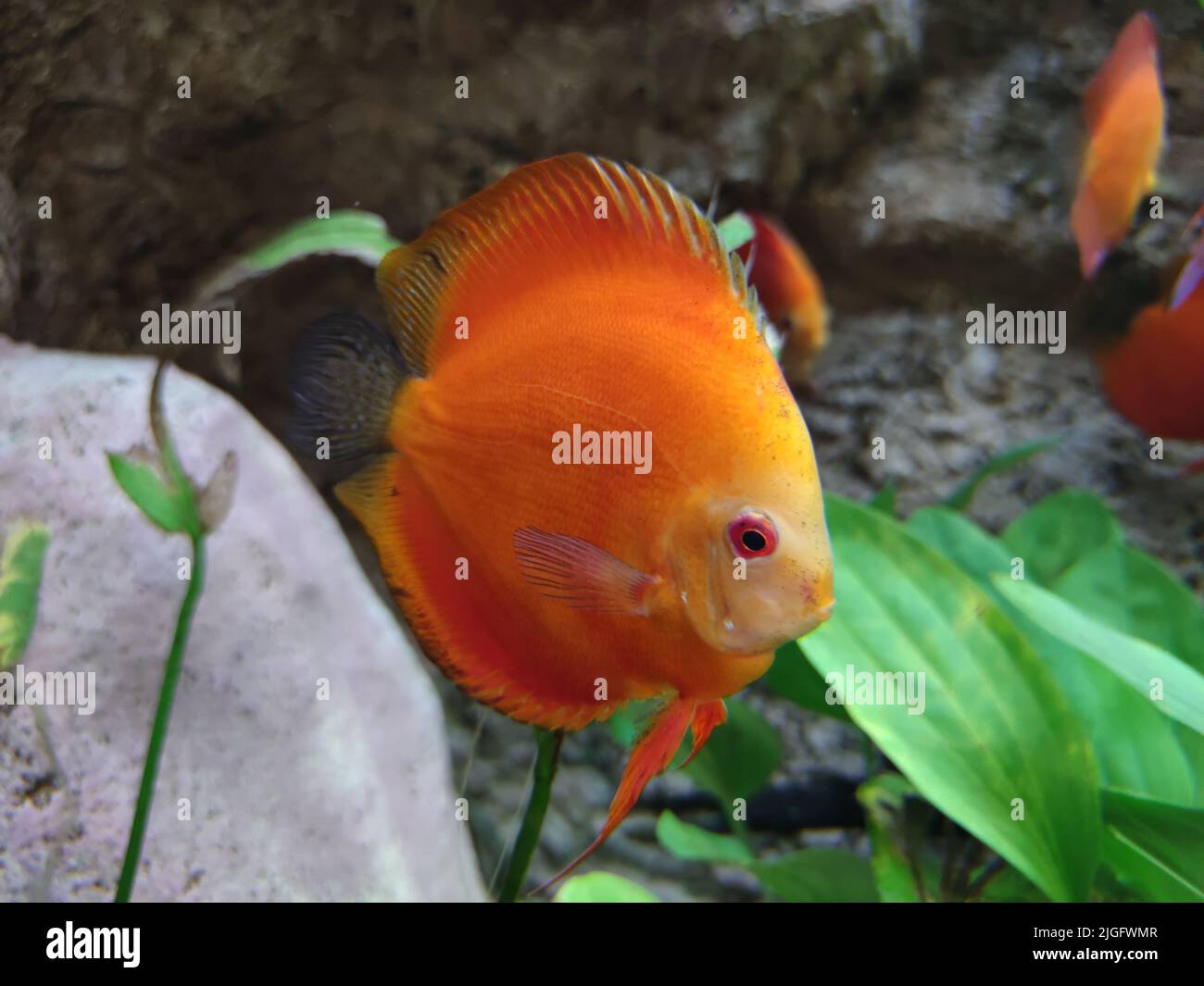 Discus shape hi-res stock photography and images - Alamy