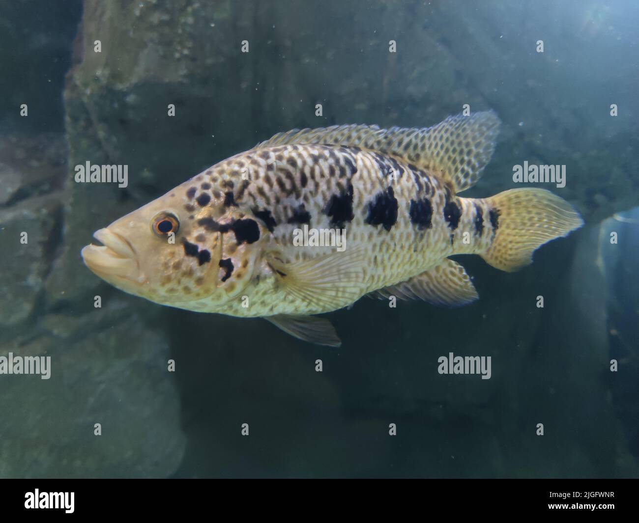 Tilapia species hi-res stock photography and images - Alamy