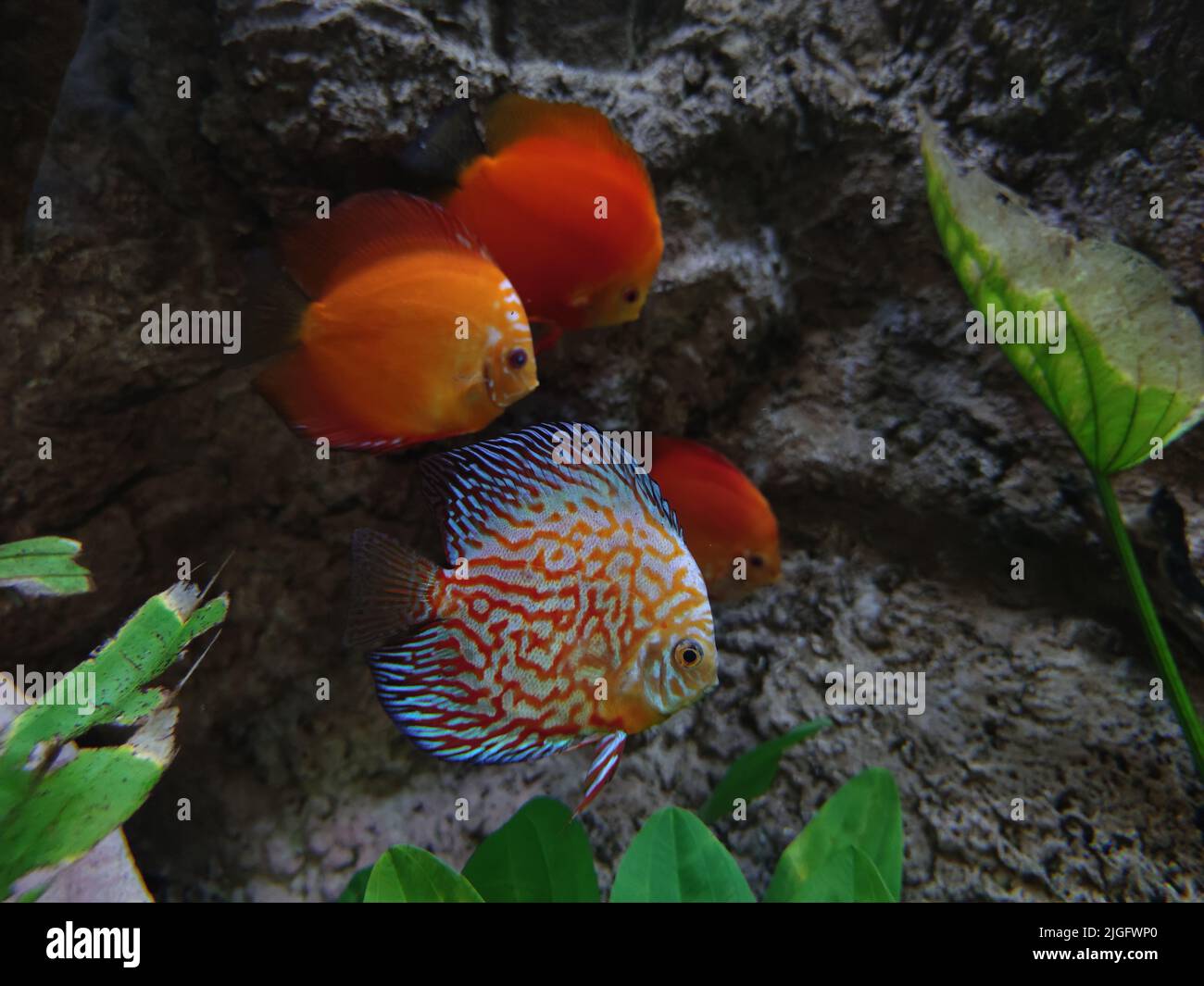 Discus shape hi-res stock photography and images - Alamy