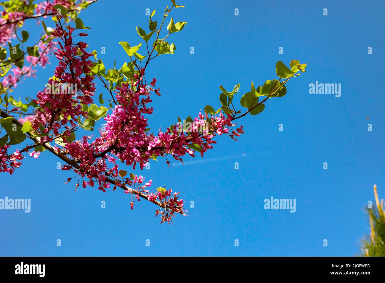 Pink flowers of the judas tree. Nature or spring blossom background ...