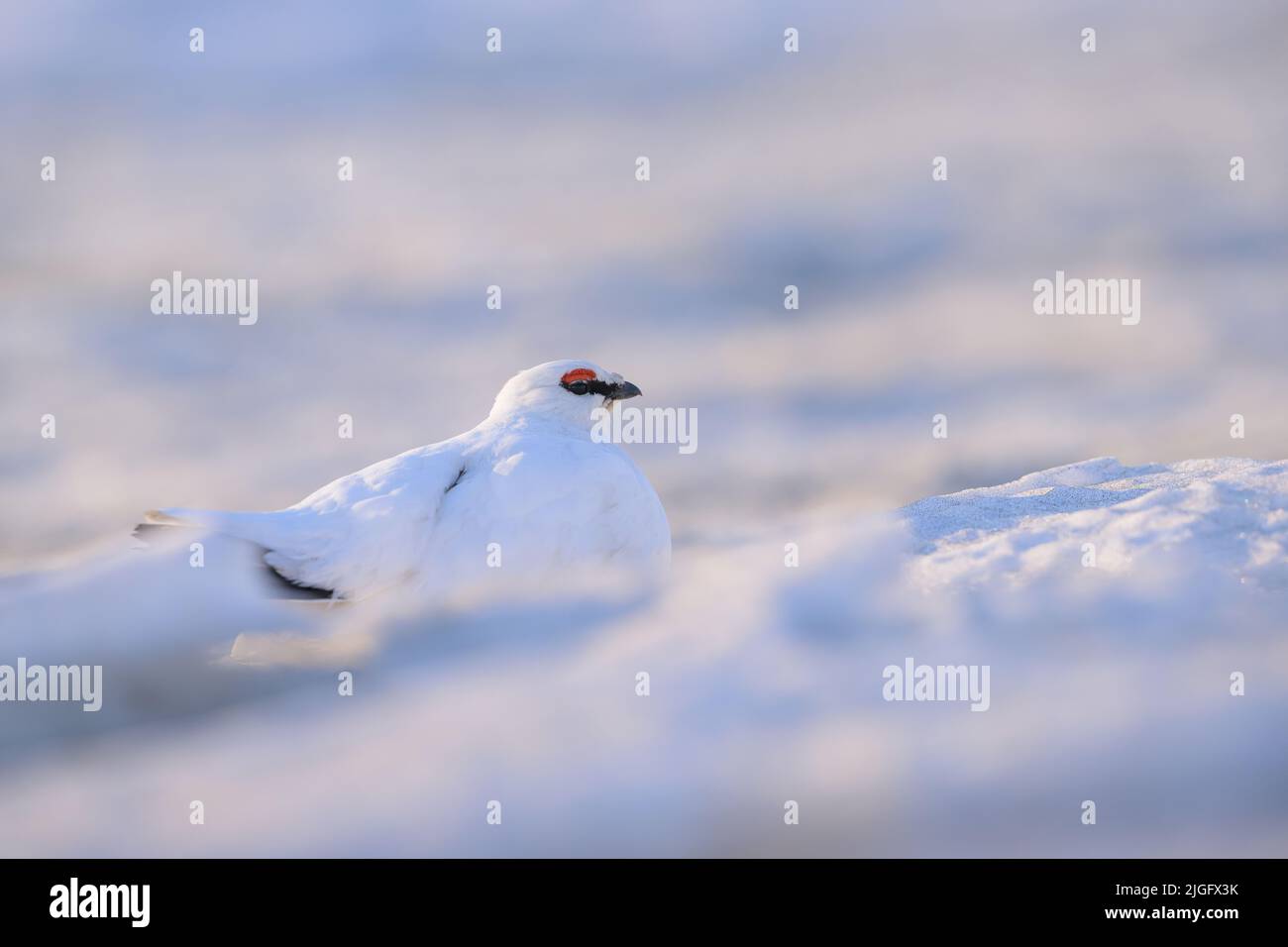 Portrait of Svalbard Rock Ptarmigan (Lagopus muta hyperborea) in snow ...