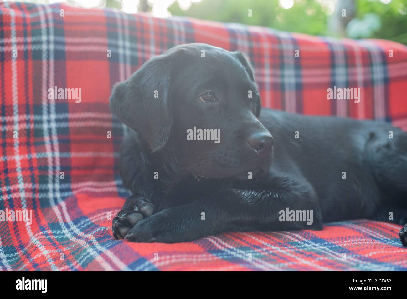 Puppy black labrador retriever lying on a bench on a red plaid. Dog ...