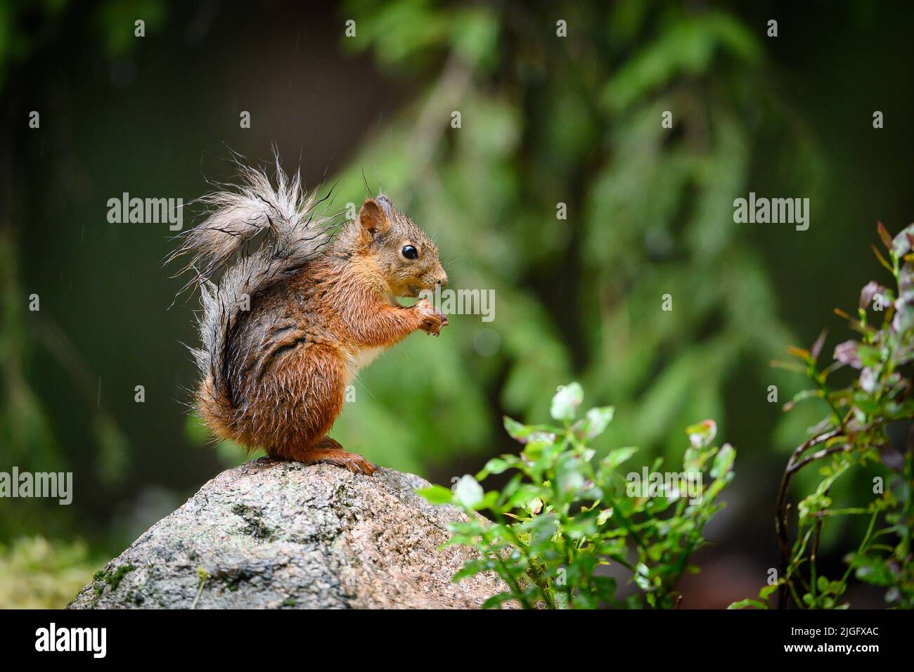 Wet Norwegian Red squirrel (Sciurus vulgaris) in summer rain with ...