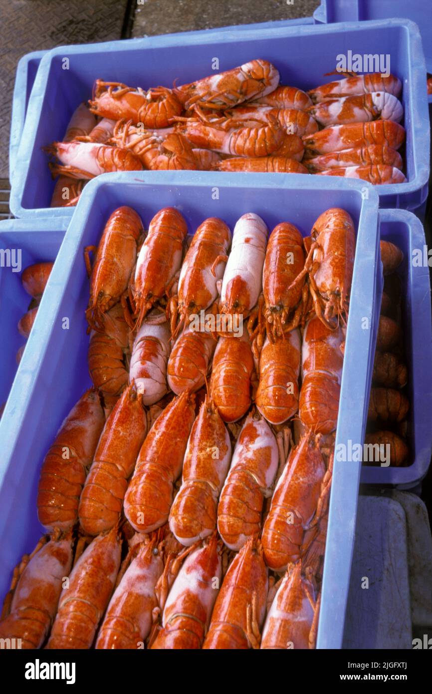 Frozen lobsters Tsukiji fish market Tokyo Japan Stock Photo - Alamy