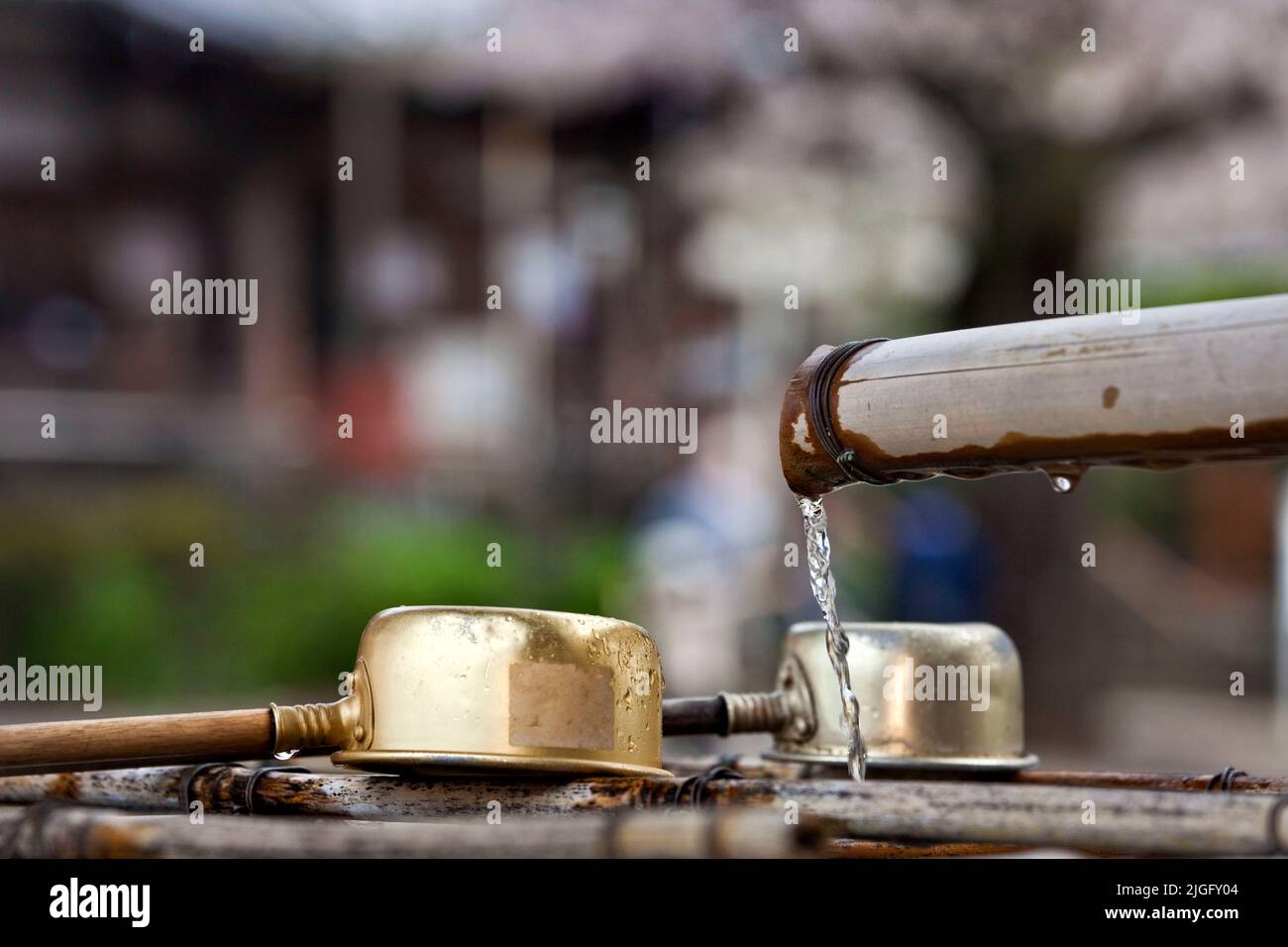 Dippers at fountain under blooming cherry trees at Honmonji Temple ...