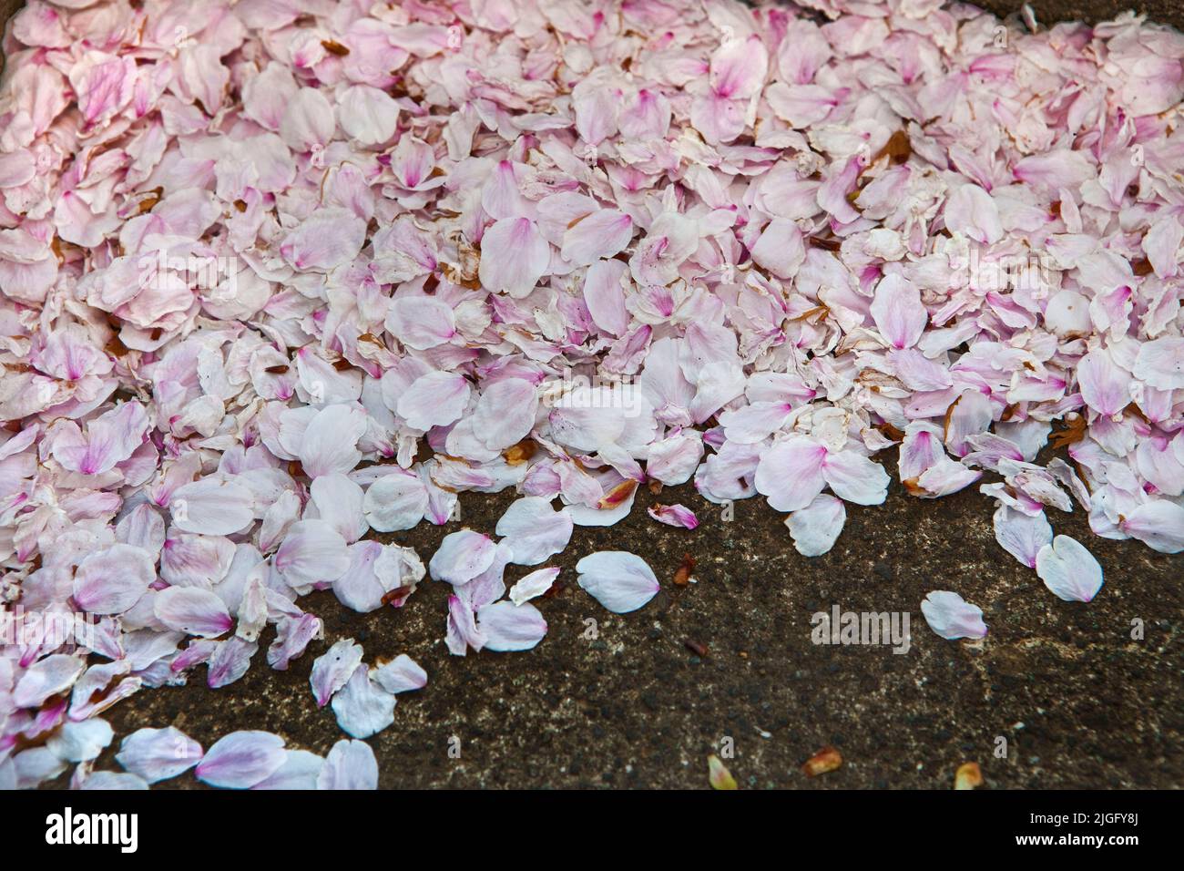 Fallen cherry blossoms at Honmonji Temple in Ikegami, Tokyo, Japan ...