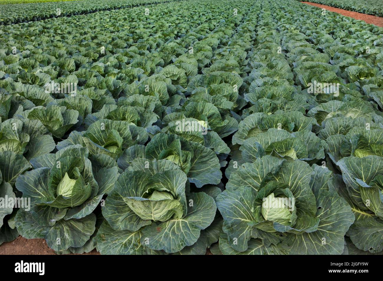 Field of cabbage Miura Hanto Peninsula Japan3 Stock Photo - Alamy