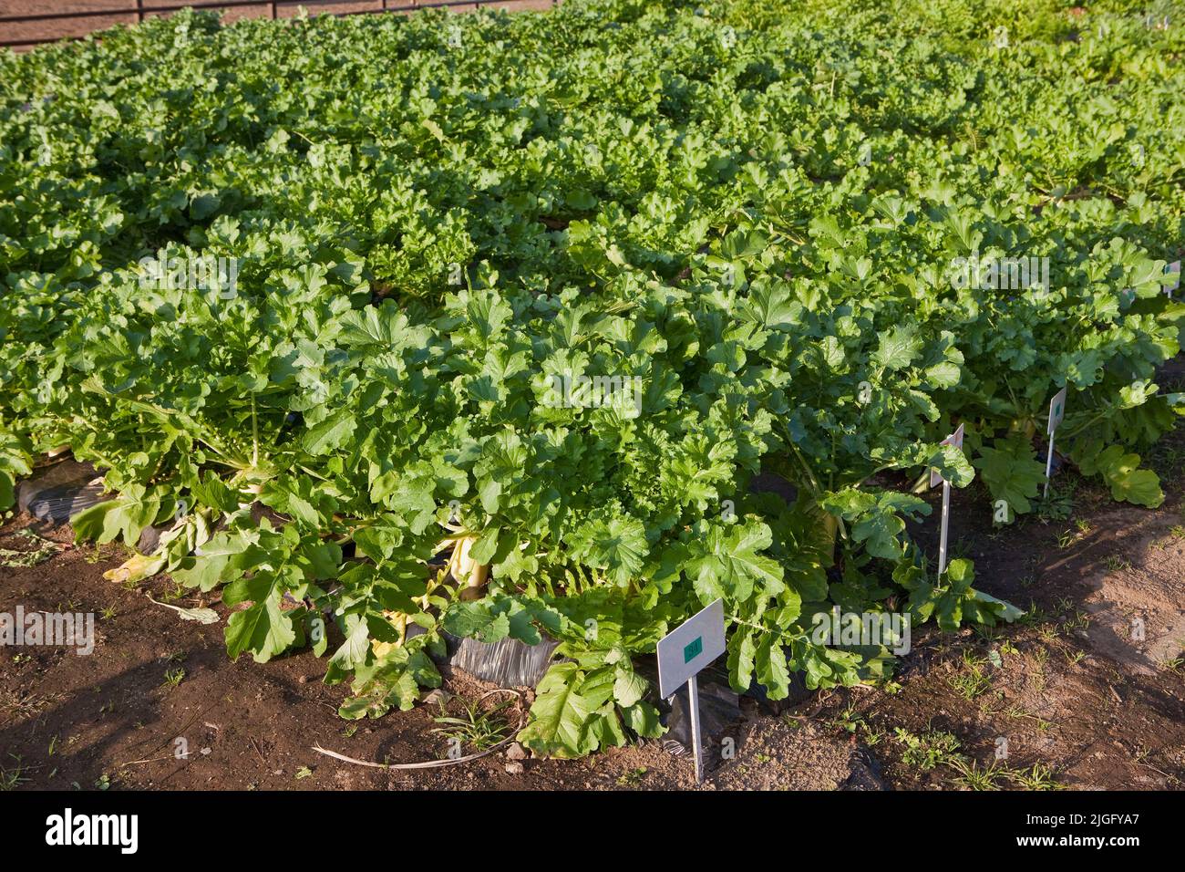 Daikon radish planting hi-res stock photography and images - Alamy