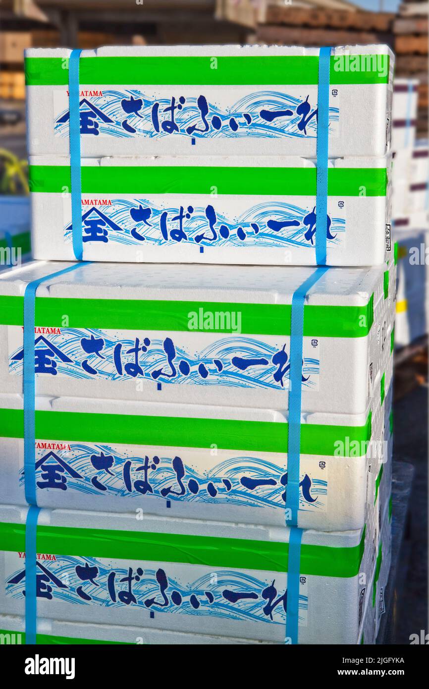 Fresh mackerel saba packed in ice loaded for shipping Choshi Chiba ...