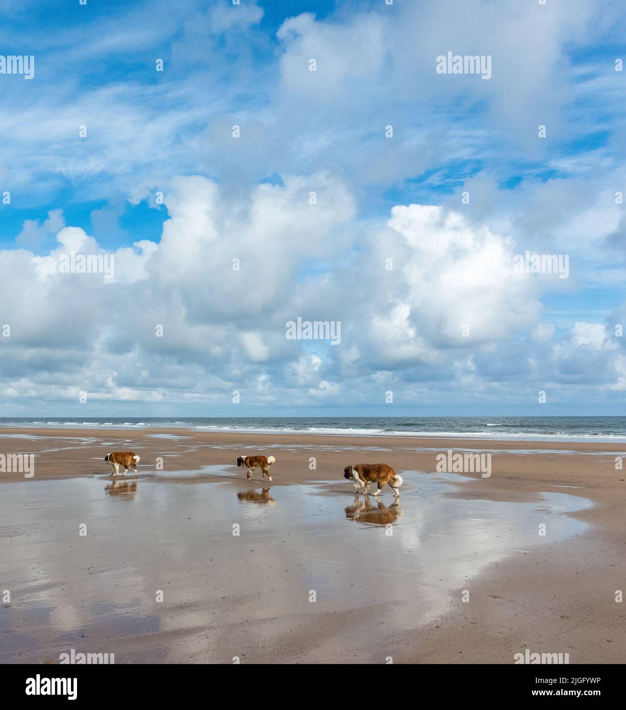 Threee dogs on Whitby beach. North Yorkshire, England. UK Stock Photo ...