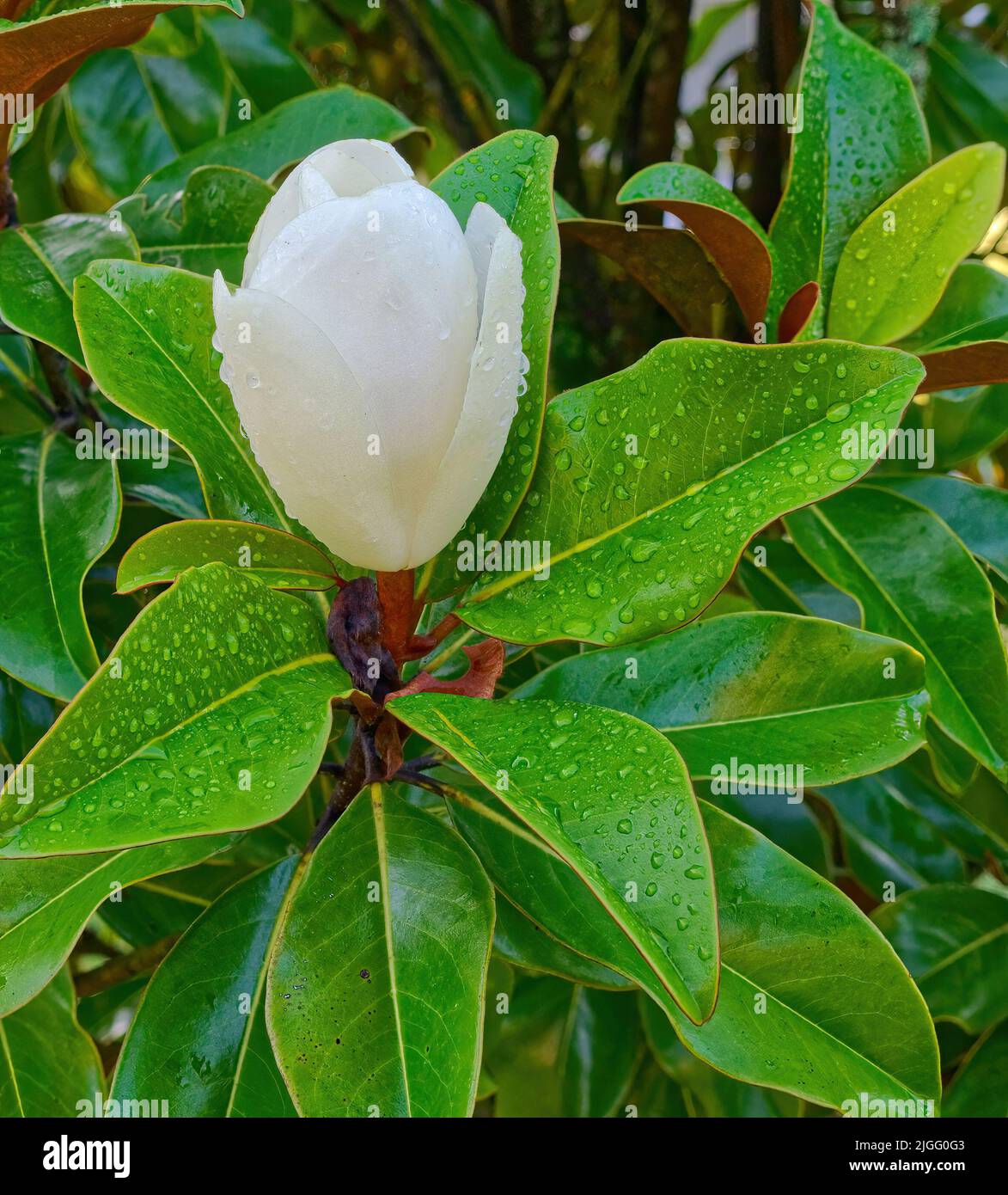 Wet magnolia tree hi-res stock photography and images - Alamy