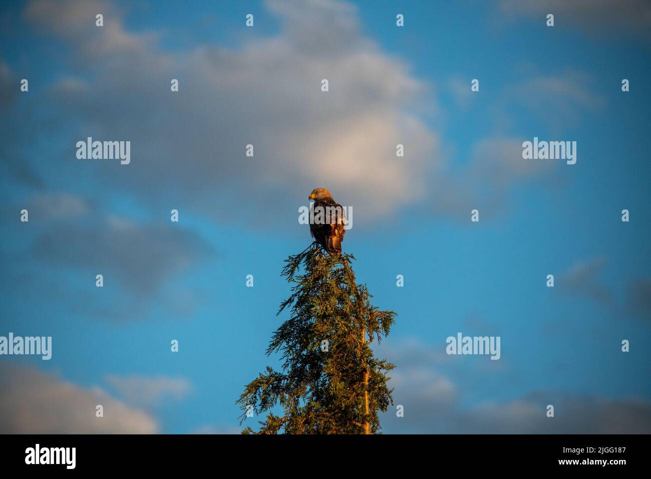 Red Kite Sitting in Tree Stock Photo - Alamy