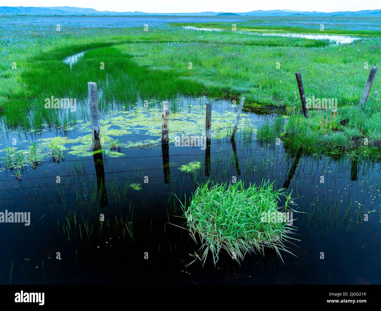 Beautiful marsh hi-res stock photography and images - Alamy