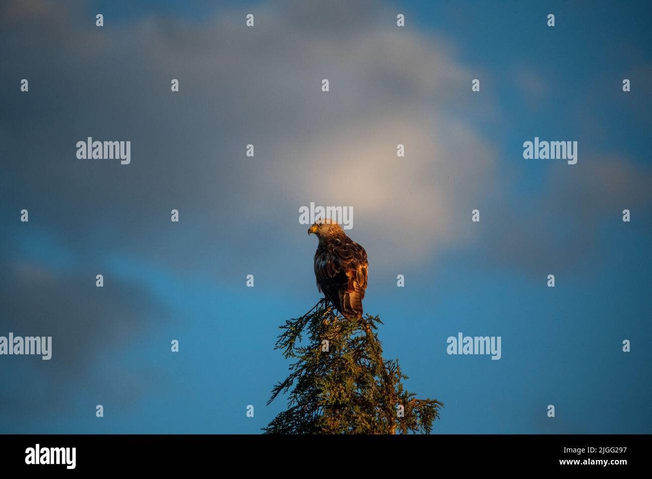 Red Kite Sitting in Tree Stock Photo - Alamy