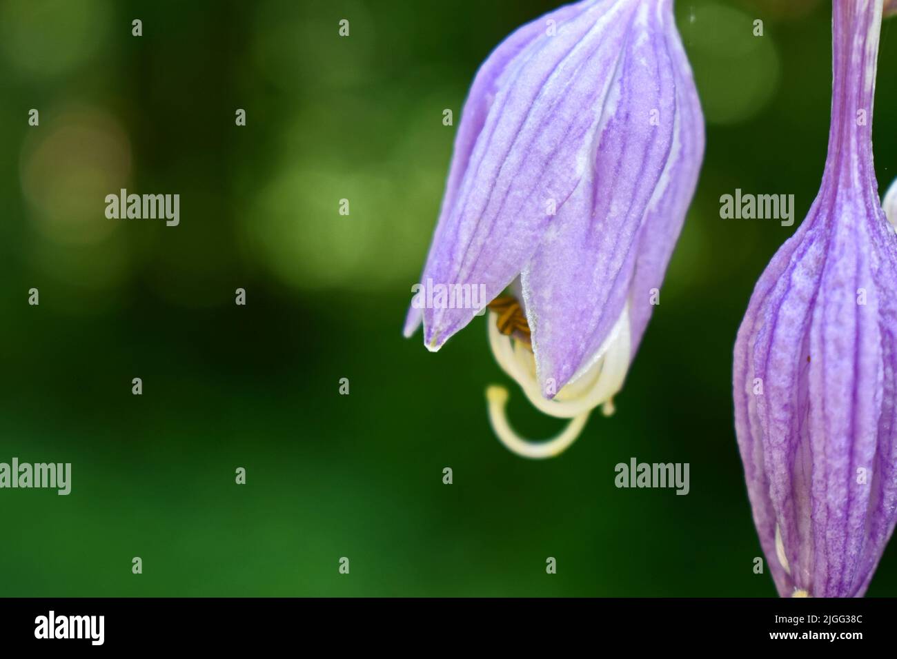 Georgia piedmont region hi-res stock photography and images - Alamy