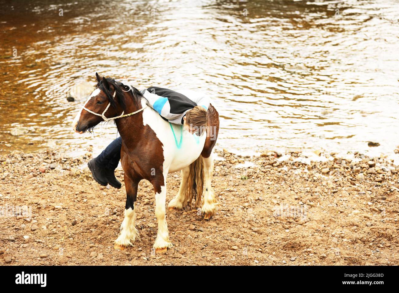 A young boy mounting a pony next to the River Eden, Appleby Horse Fair ...