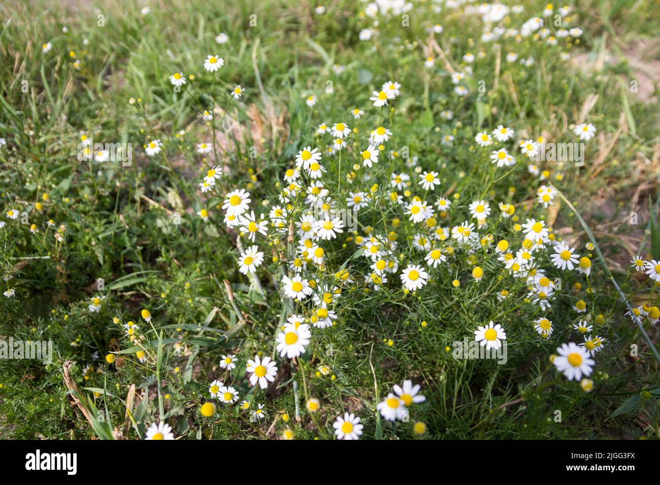 Dark Chamomile (Chamaemelum fuscatum) also known as Dusky Dogfennel ...