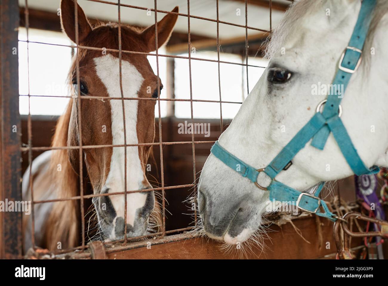Nose net horse hi-res stock photography and images - Alamy