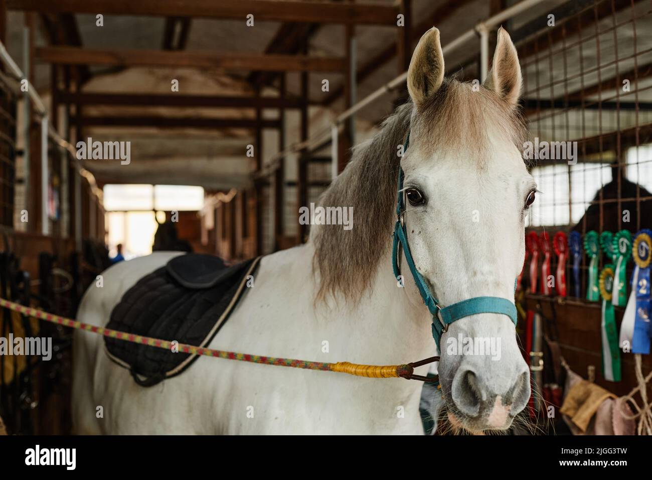 Portrait of beautiful white horse in stables looking at camera with ...