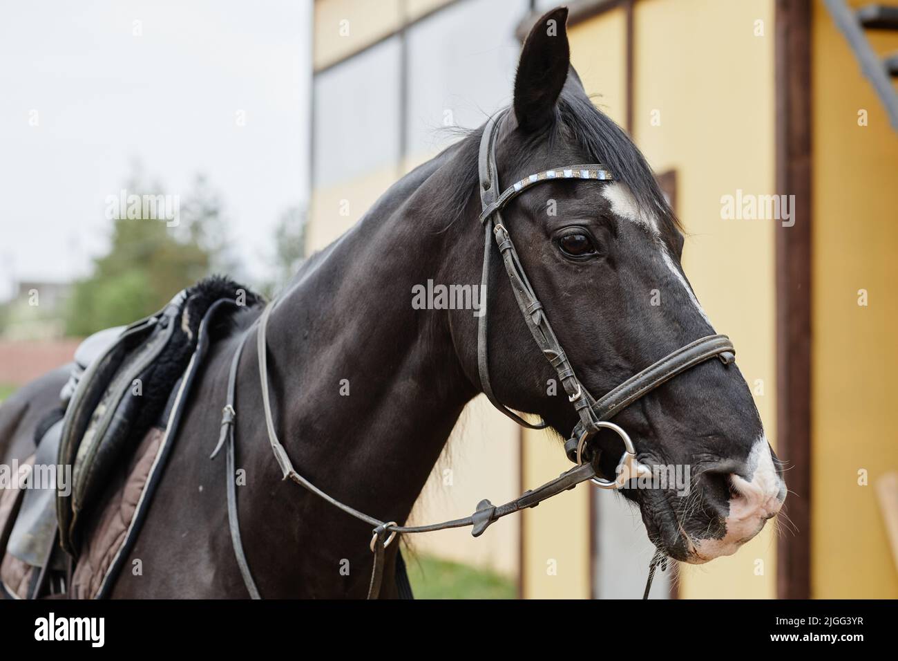 Side view portrait of beautiful black stallion wearing gear outdoors at ...