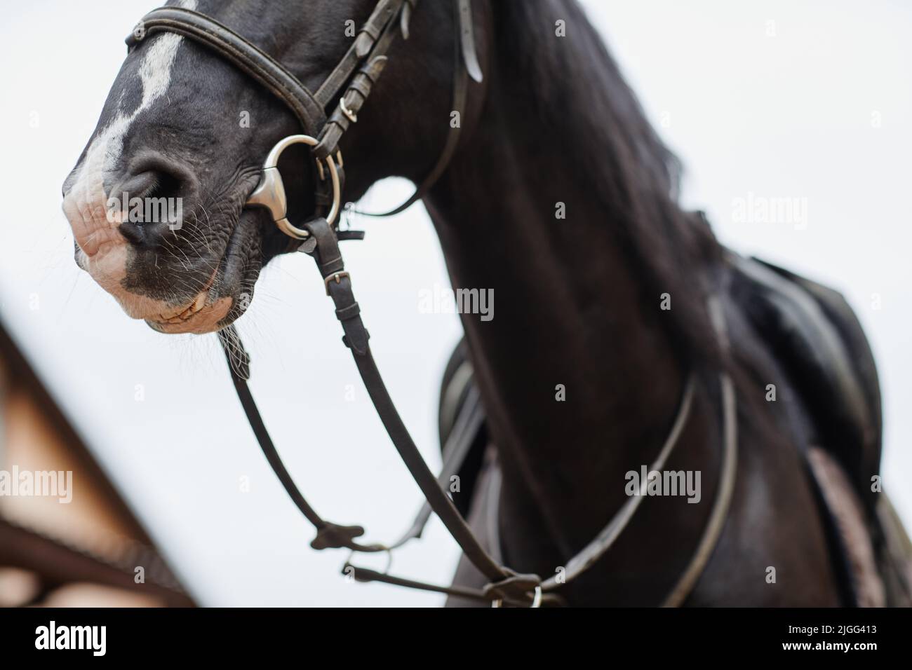 Close up portrait of beautiful dark stallion wearing bridle and gear ...
