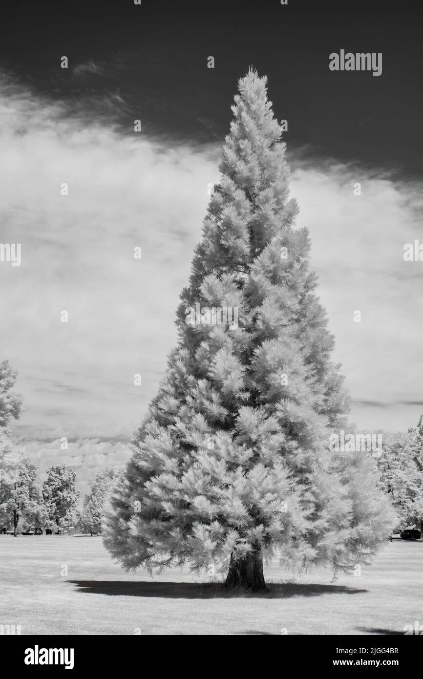 Infrared spectrum image of a Pint tree in a park Stock Photo - Alamy
