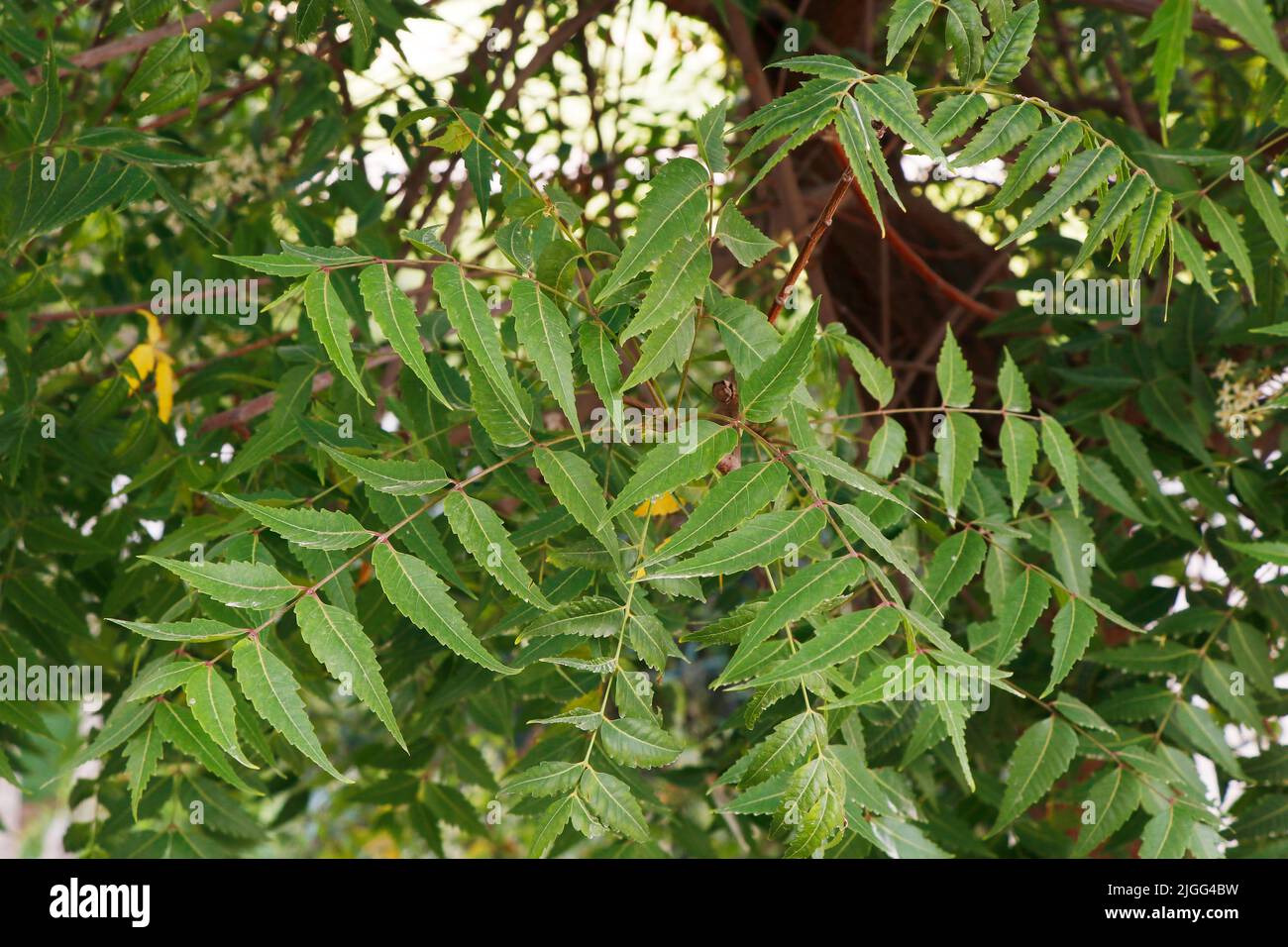 Neem is a natural herb that comes from the neem tree, other names for ...