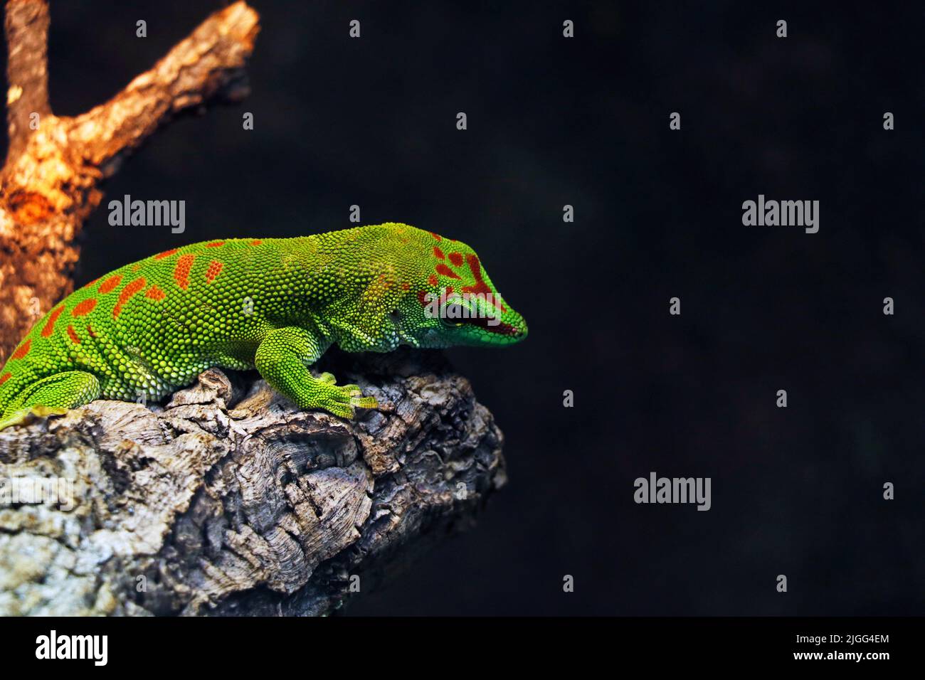 Gray's tree gecko is a species of gecko, a lizard in the family Stock ...
