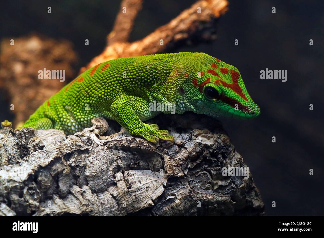 Gray's tree gecko is a species of gecko, a lizard in the family Stock ...