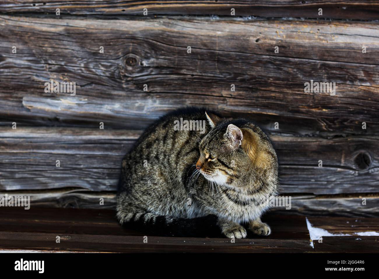 A homeless cat sits on a wooden bench against the background of an old ...
