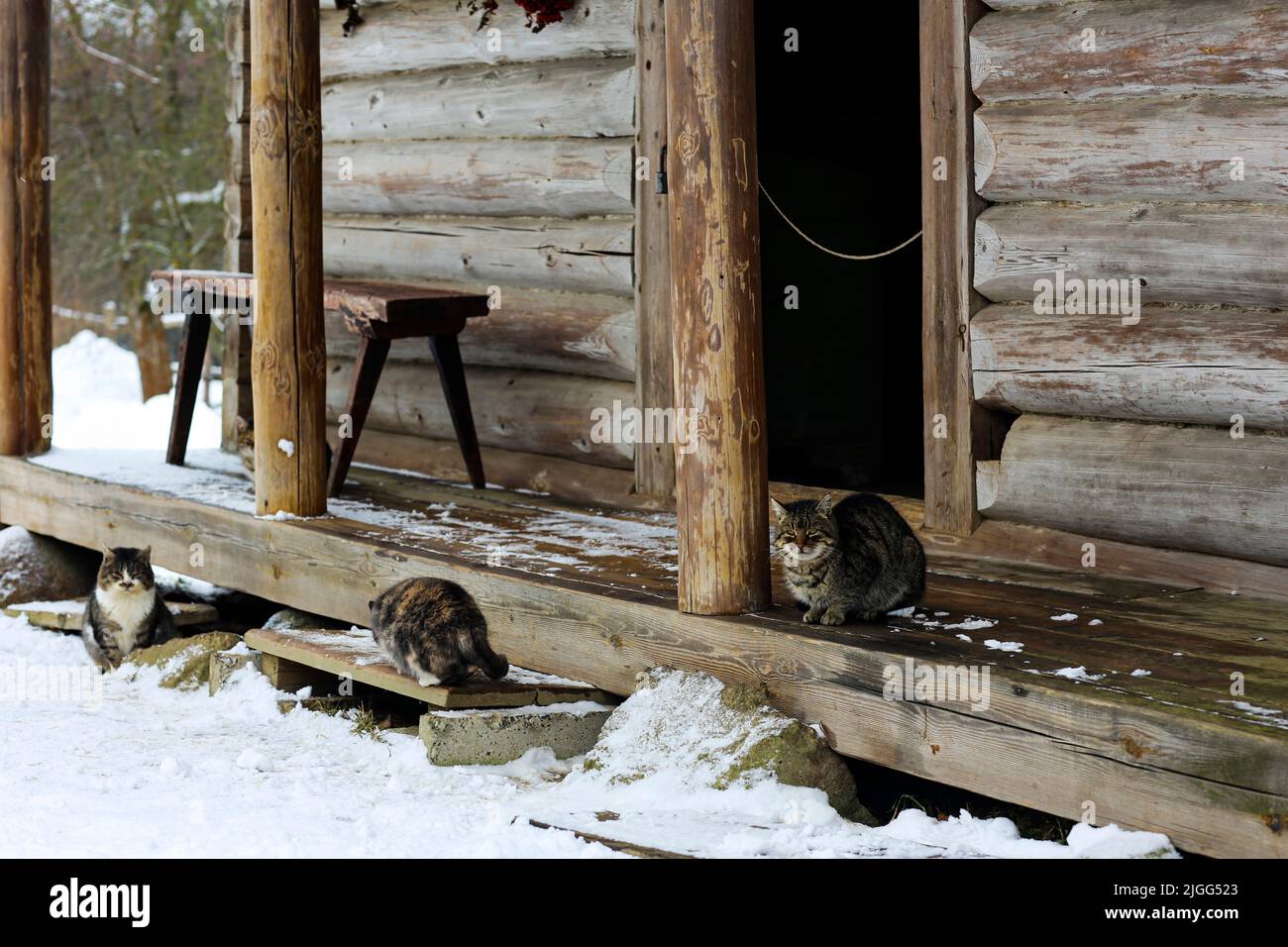 Wild multicolor tabby cat. A homeless cat sits on a wooden bench ...