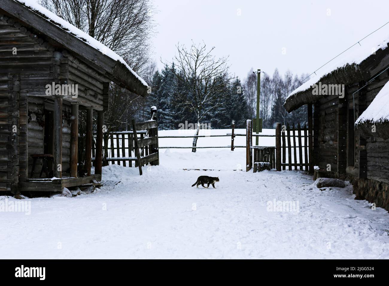 Wild multicolor tabby cat. A homeless cat sits on a wooden bench ...