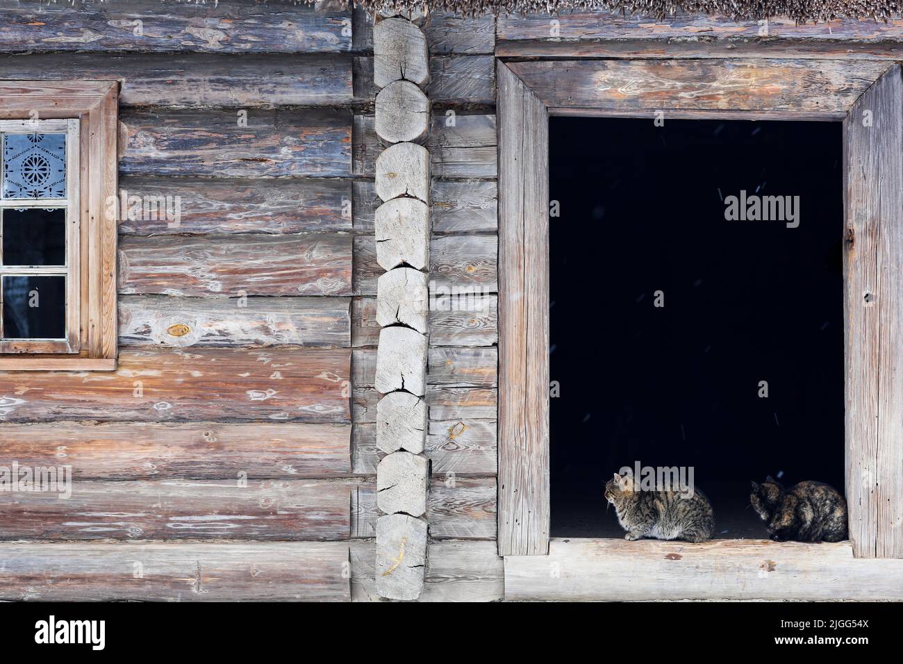 Wild multicolor tabby cat. A homeless cat sits on a wooden bench ...